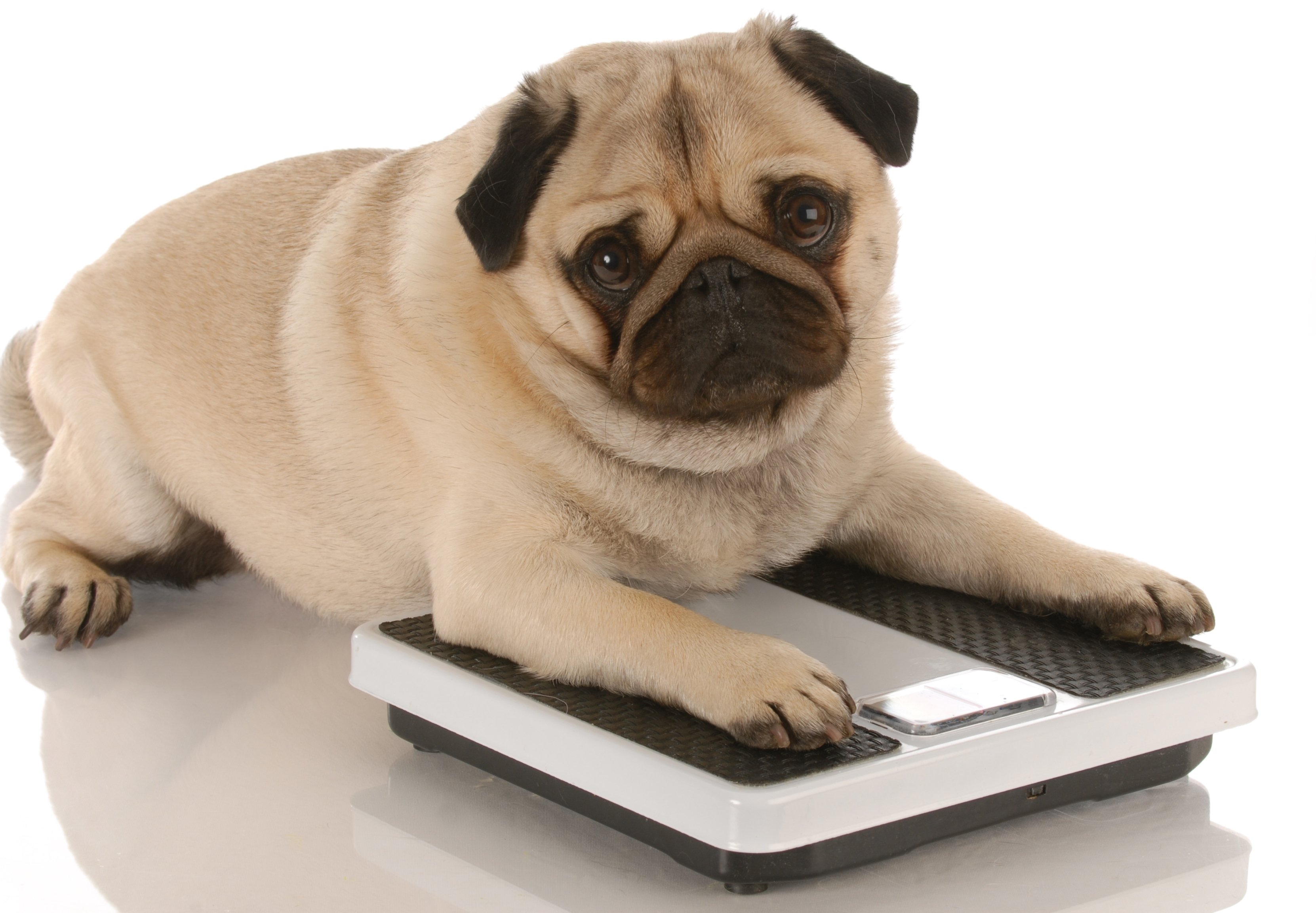 Cachorro gordo obesidade Bicho Mania Cl nica Veterin ria E Pet Shop Cachorro gordo obesidade Bicho Mania Cl nica Veterin ria E Pet Shop